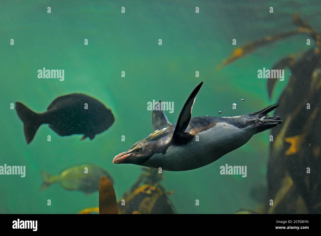 Northern Rockhopper Penguin (Eudyptes chrysocome), adult, swimming, in ...