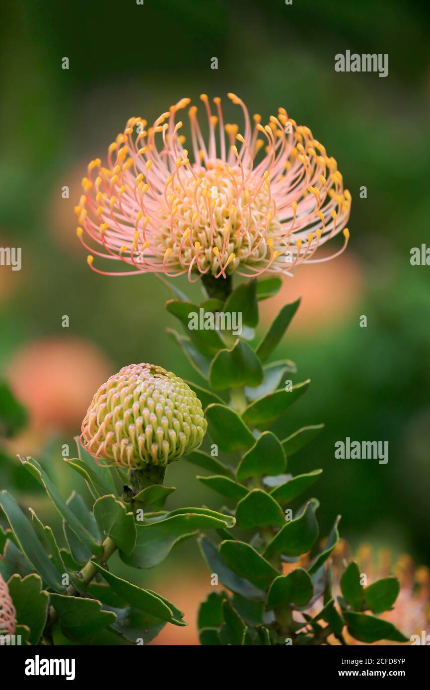Pincuspid Protea, (Protea Leucospermum cordifolium), flower, flowering ...