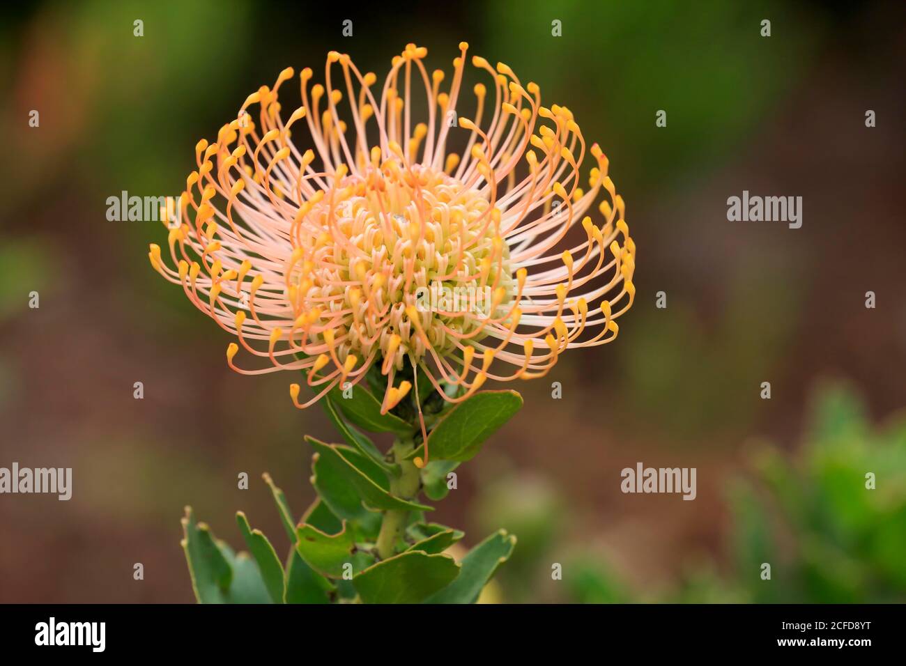 Pincuspid Protea, (Protea Leucospermum cordifolium), flower, flowering ...