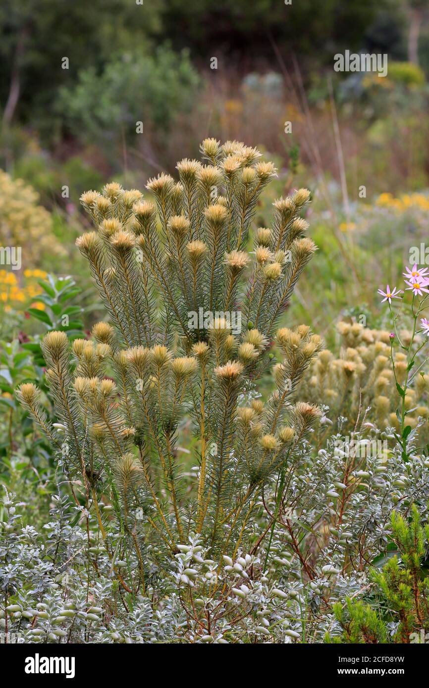 Phylica phylica pubescens hi-res stock photography and images - Alamy