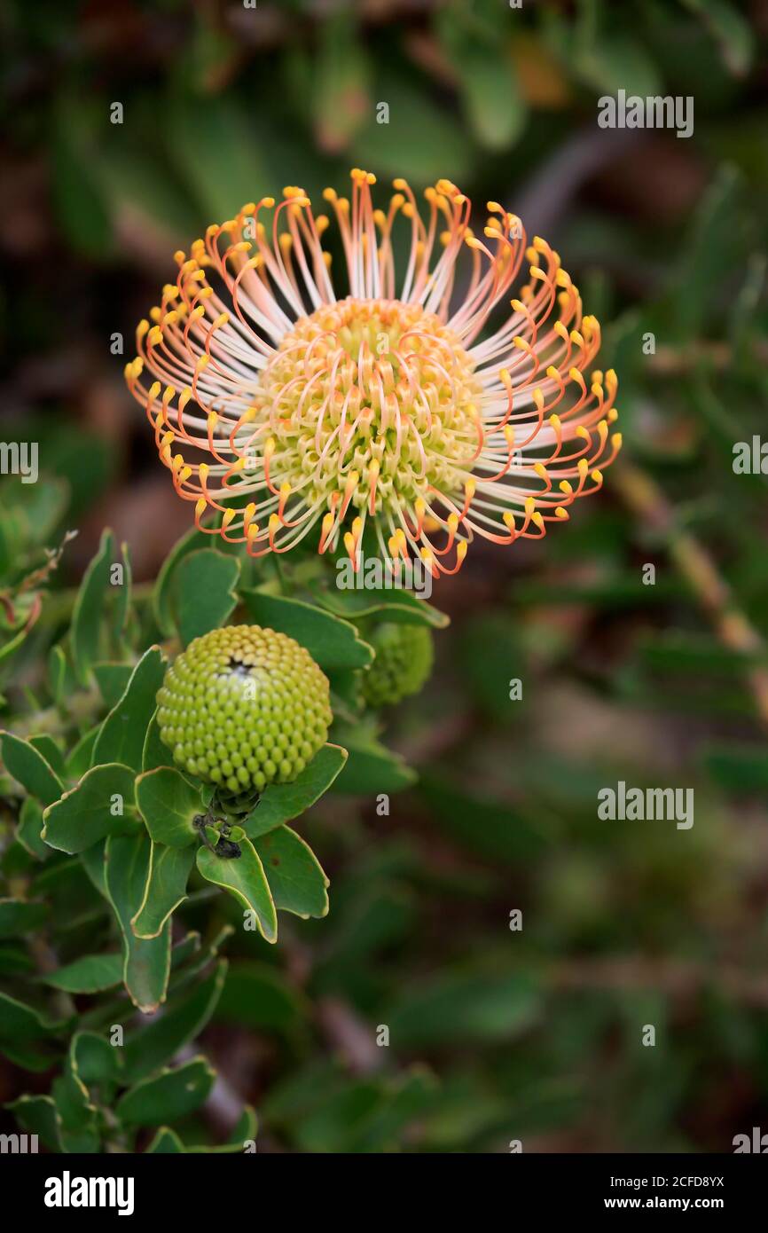 Pincuspid Protea, (Protea Leucospermum cordifolium), flower, flowering ...