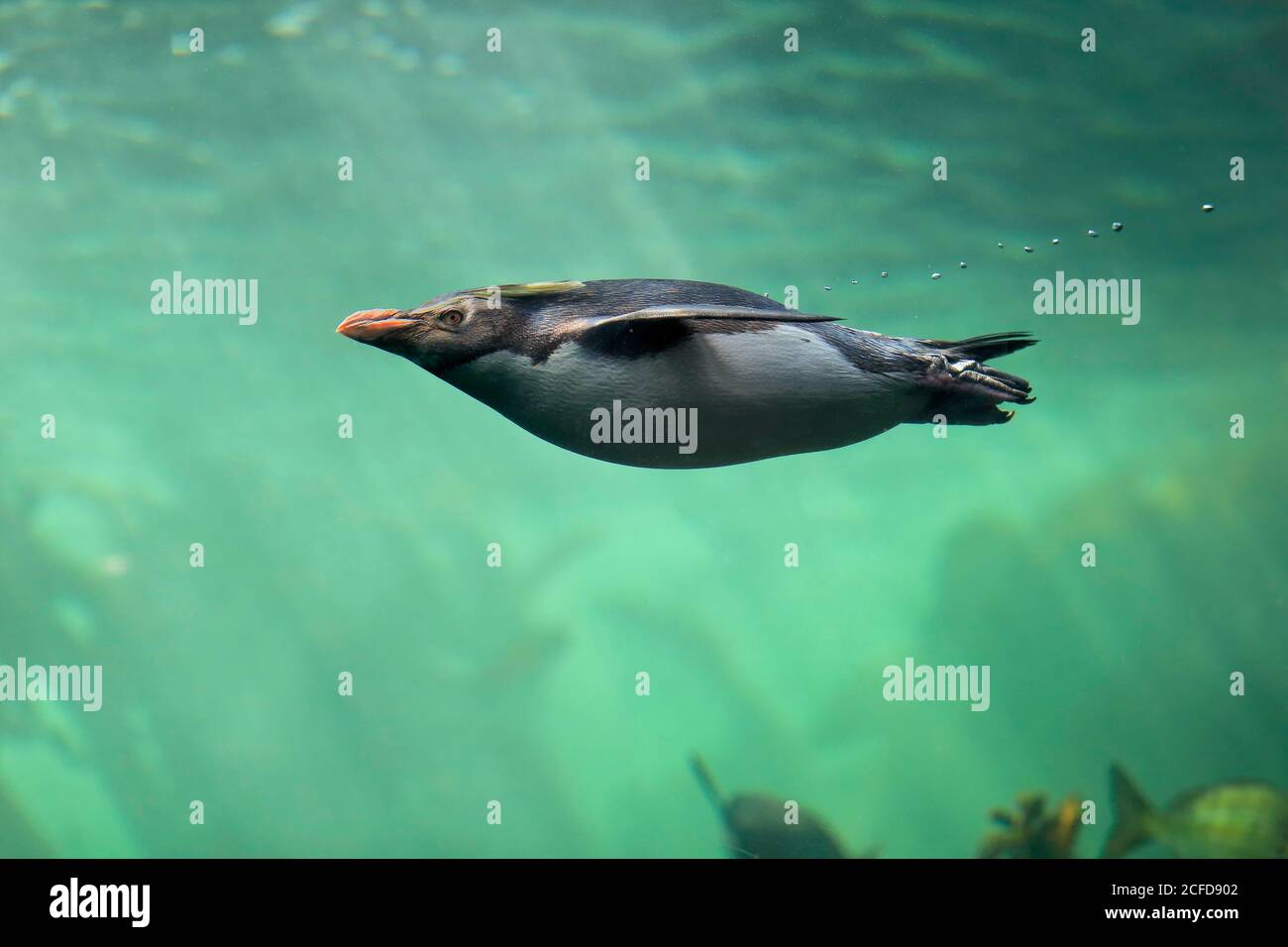 Northern Rockhopper Penguin (Eudyptes chrysocome), adult, swimming, in ...
