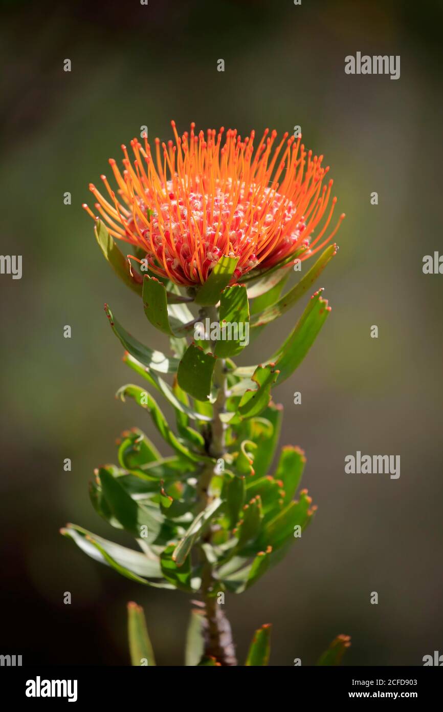 Pincuspid Protea, (Protea Leucospermum cordifolium), flower, flowering ...