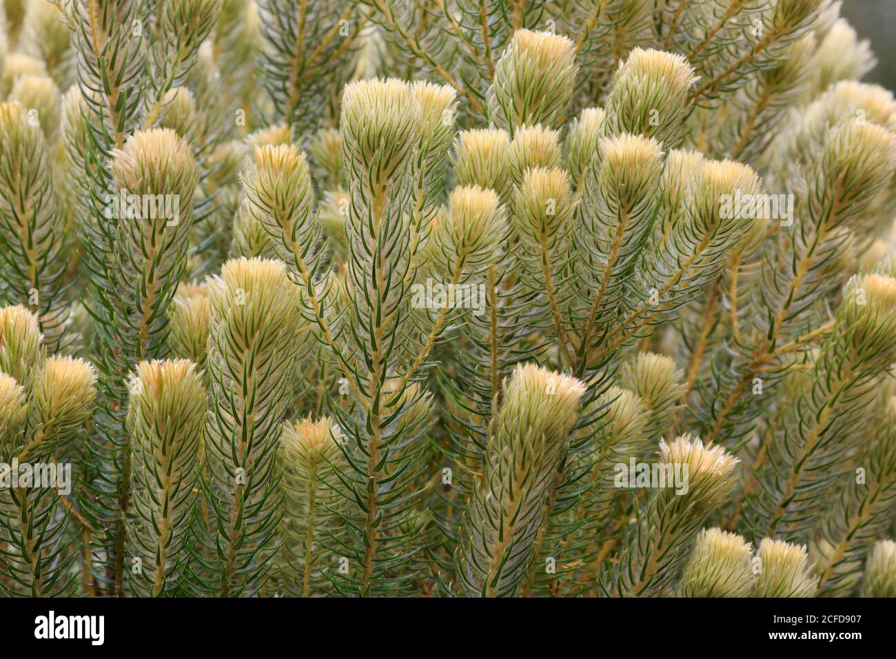 Phylica (Phylica pubescens), flower, flowering, rose-like, buckthorn ...
