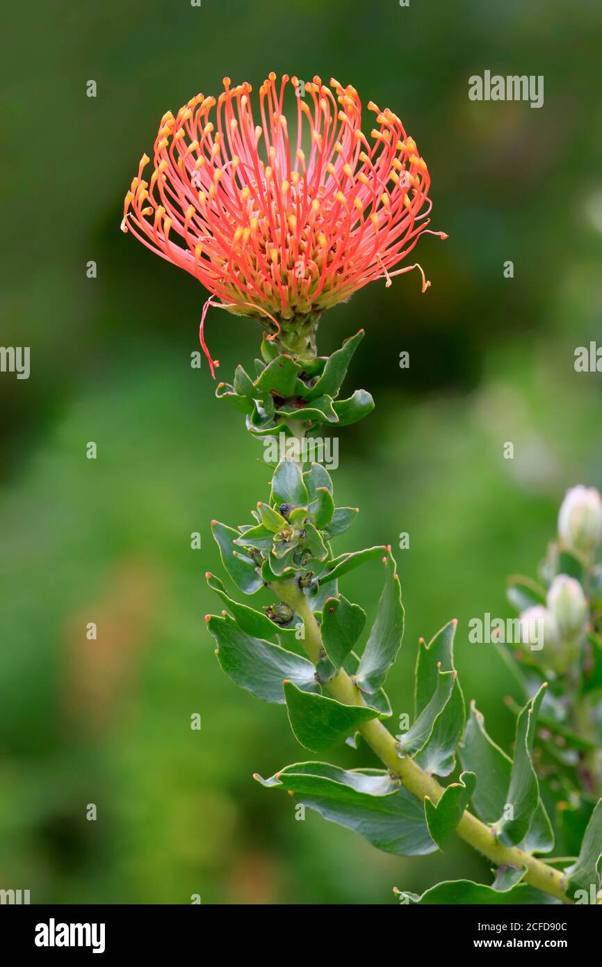 Pincuspid Protea, (Protea Leucospermum cordifolium), flower, flowering ...