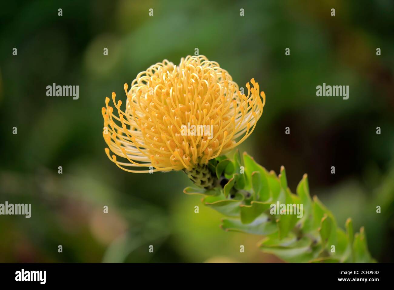 Pincushion protea, (Protea Leucospermum cordifolium), flower, flowering ...
