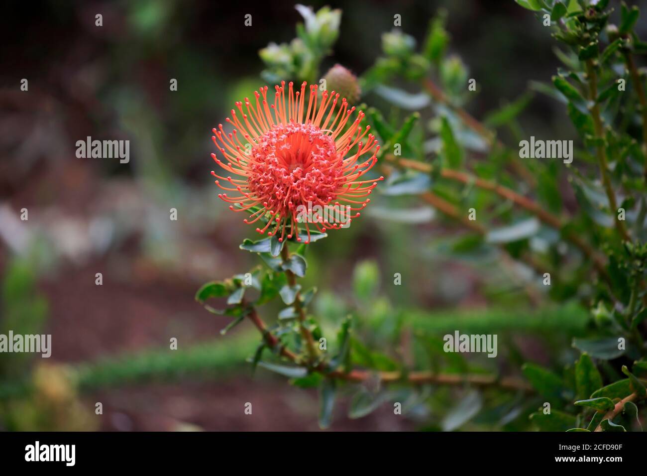 Pincuspid Protea, (Protea Leucospermum cordifolium), flower, flowering ...