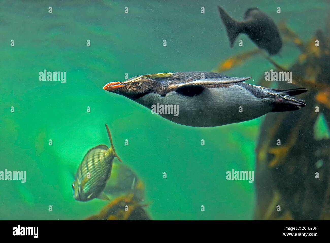 Northern rockhopper penguin hi-res stock photography and images - Alamy