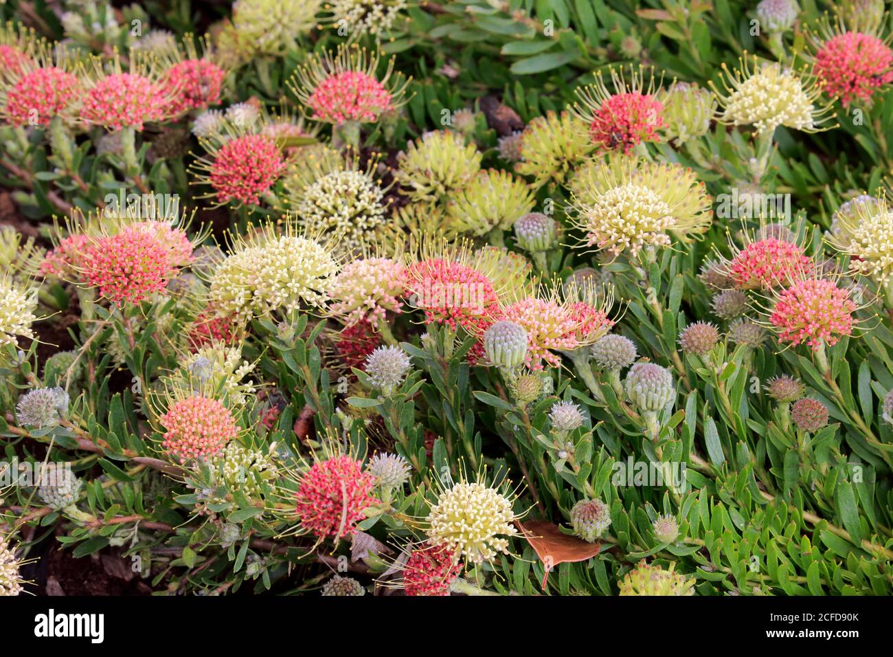 Pincuspid protea, (Protea Leucospermum heterophyllum), flower ...