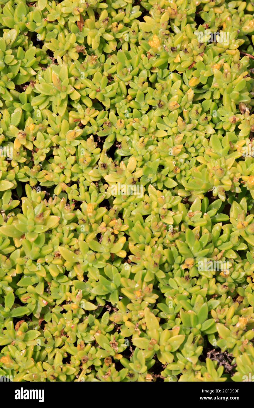 Ruschia, midday flower, (Ruschia lineolata), leaves, Kirstenbosch ...