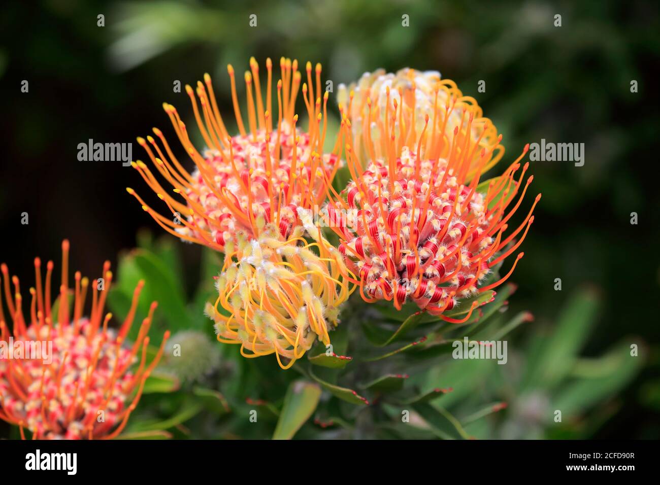 Pincushion protea, (Protea Leucospermum erubescens), flower, flowering ...