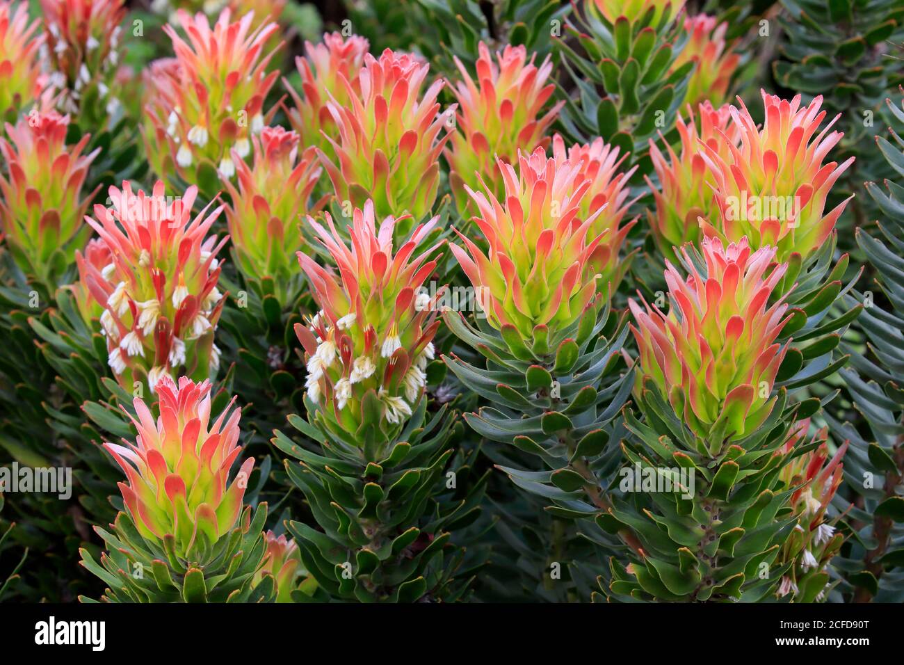 Protea, Mimetes cucullatus (Mimetes cucullatus), flower, flowering ...