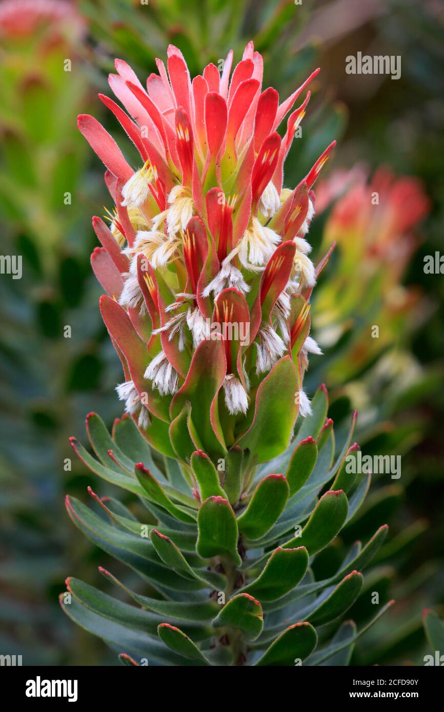 Protea, Mimetes cucullatus (Mimetes cucullatus), flower, flowering ...