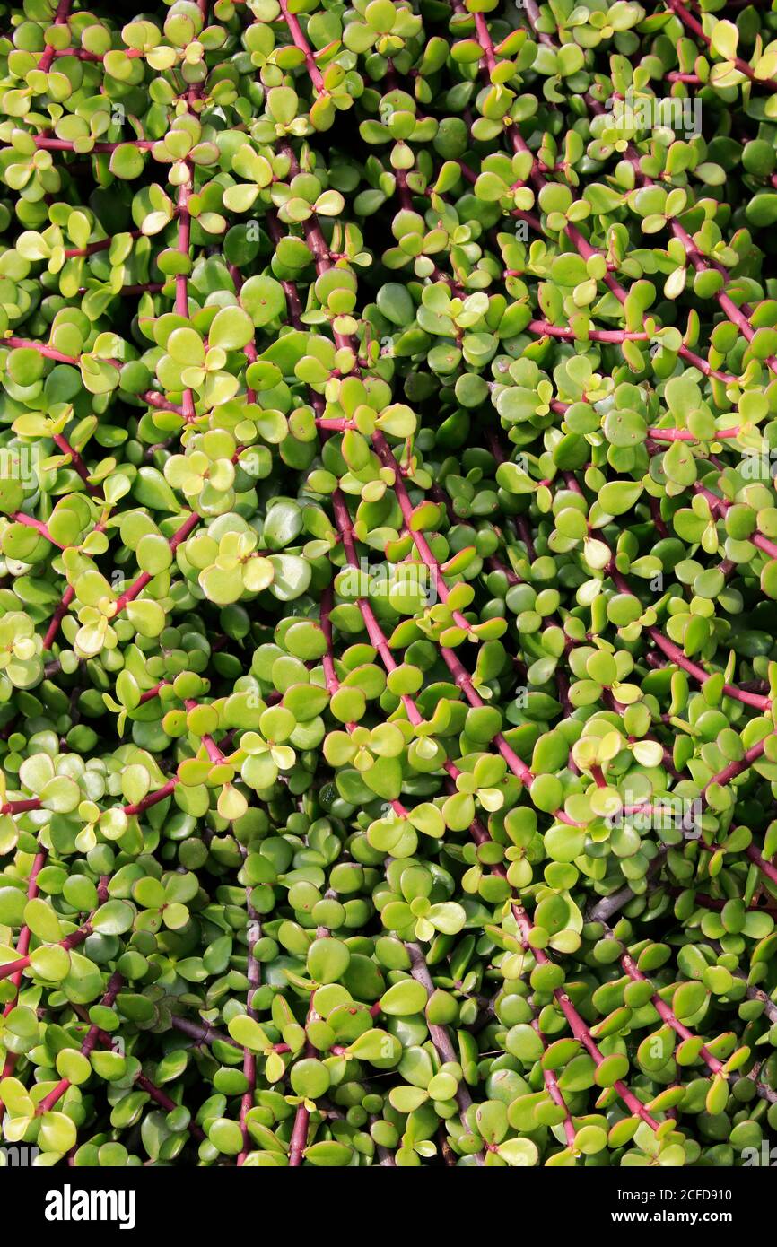 Bacon tree, jade tree, elephant tree, (Portulacaria afra), leaves ...