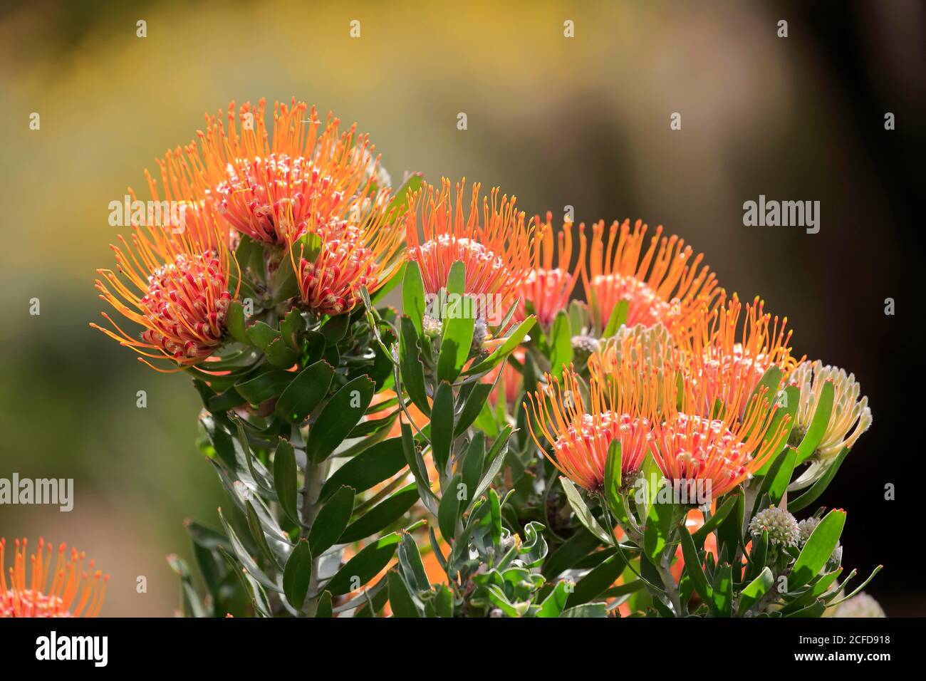 Pincushion protea, (Protea Leucospermum erubescens), flower, flowering ...