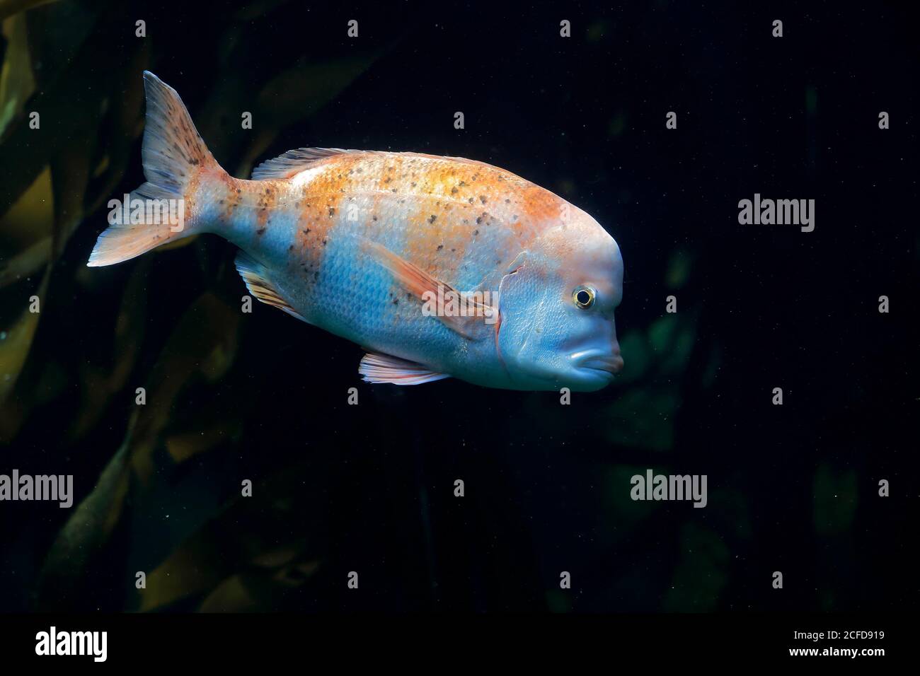 Red stumpnose hi-res stock photography and images - Alamy