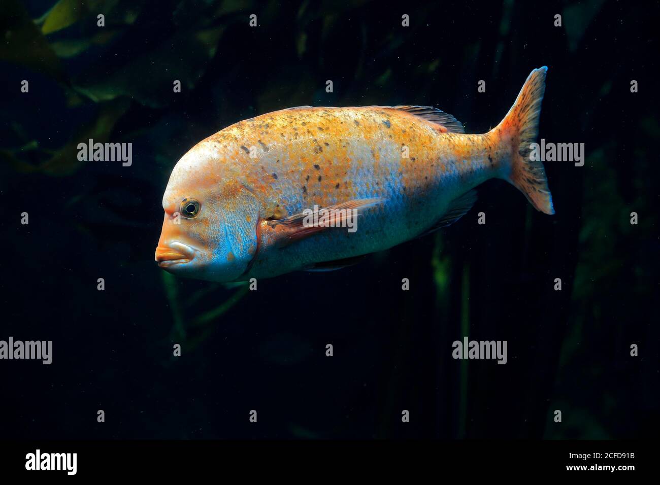 Red blunt nose, (Chrysoblephus gibbiceps), adult, swimming, in water ...