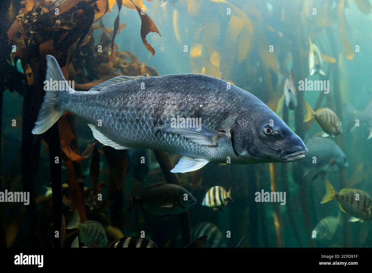 Sea bream, (Spondyliosoma cantharus), adult, swimming, in water, sea ...