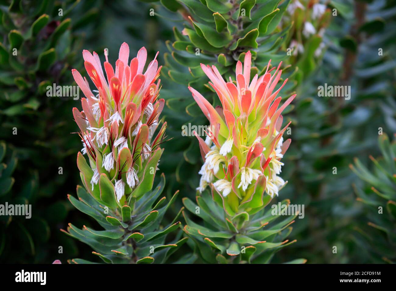 Protea, Mimetes cucullatus (Mimetes cucullatus), flower, flowering ...