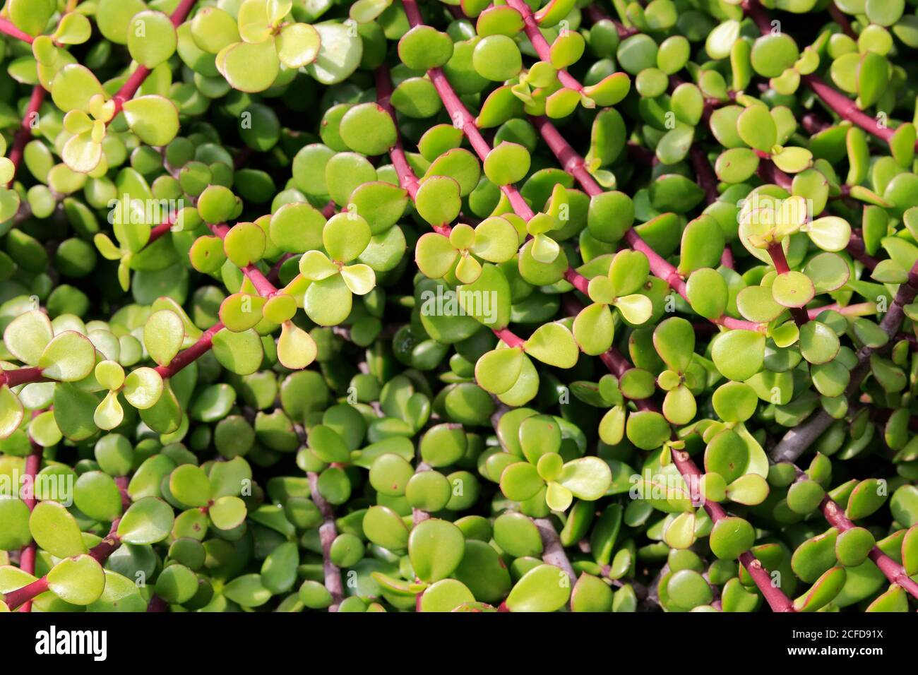 Bacon tree, jade tree, elephant tree, (Portulacaria afra), leaves ...