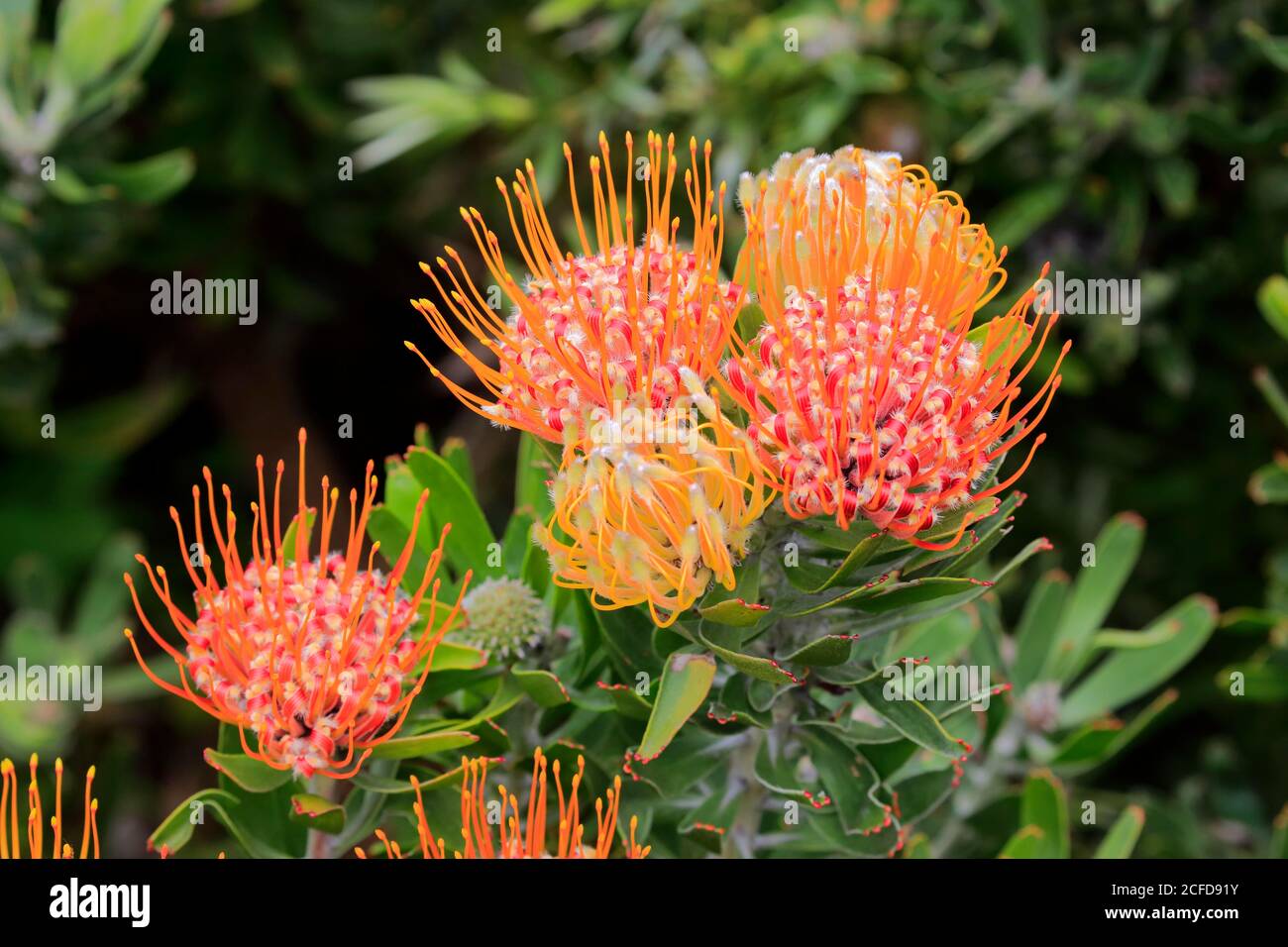 Flowering pincushion protea leucospermum hi-res stock photography and ...