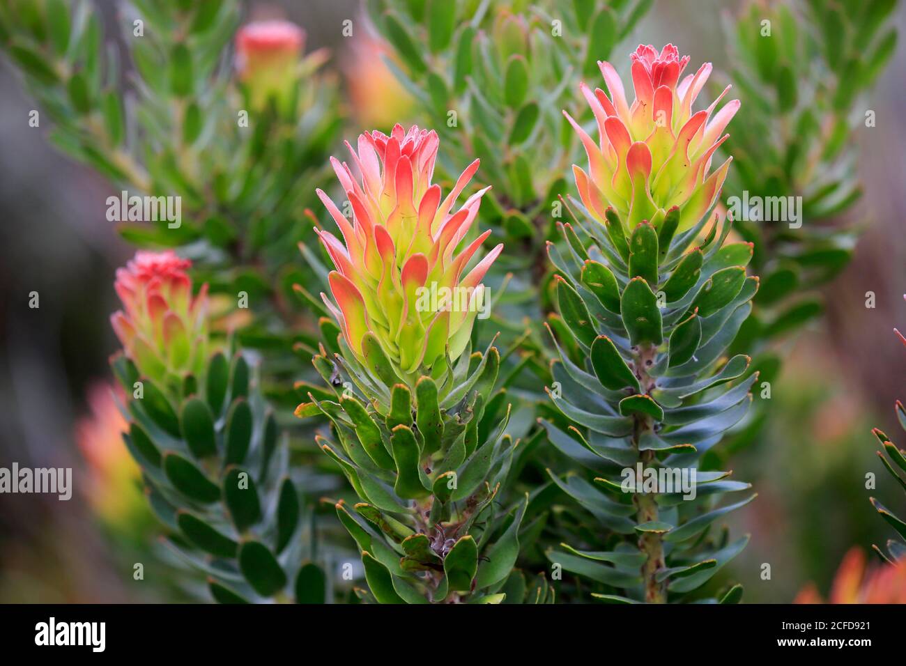 Protea, Mimetes cucullatus (Mimetes cucullatus), flower, flowering ...