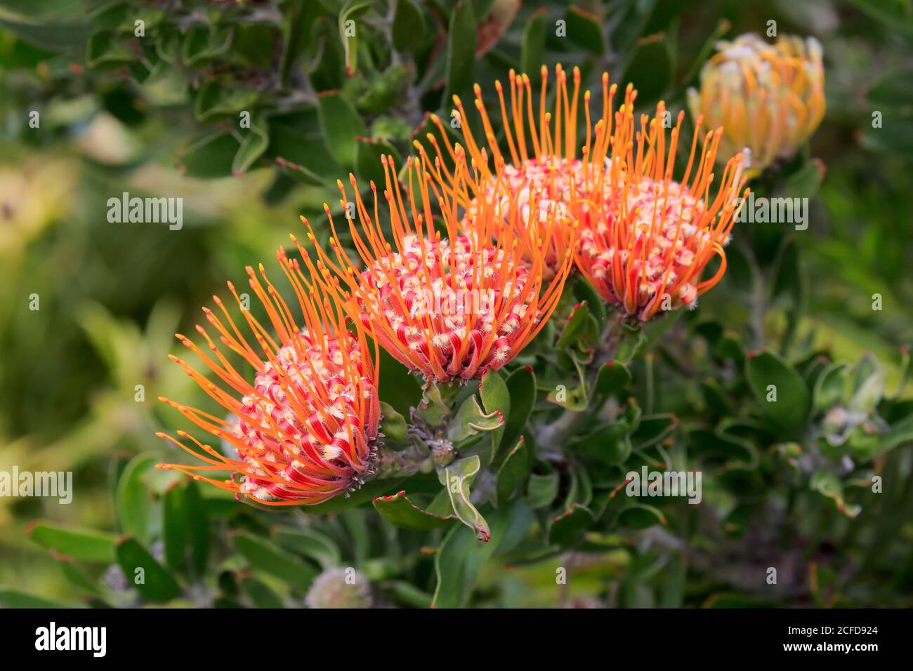Pincushion protea, (Protea Leucospermum erubescens), flower, flowering ...