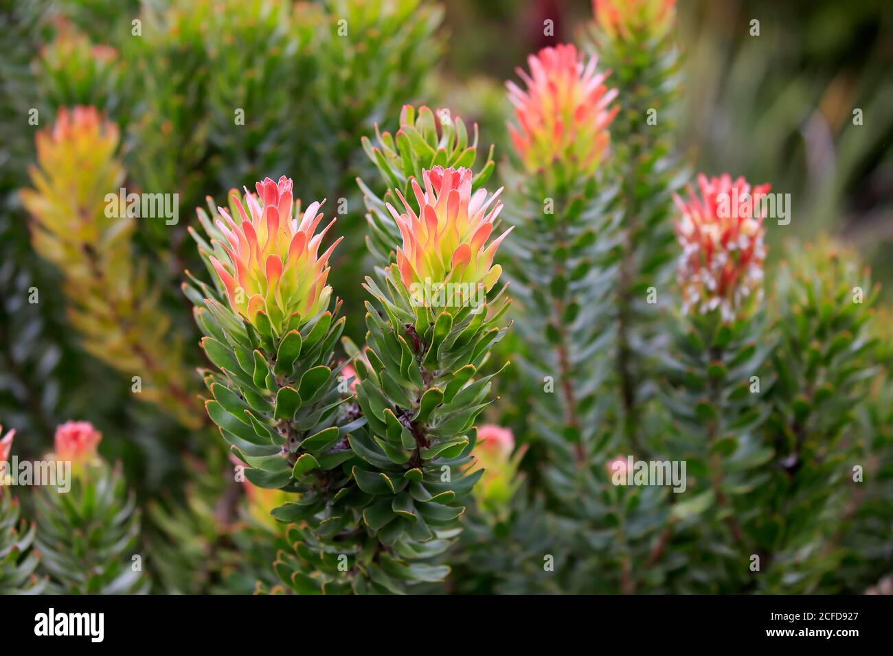 Protea, Mimetes cucullatus (Mimetes cucullatus), flower, flowering ...