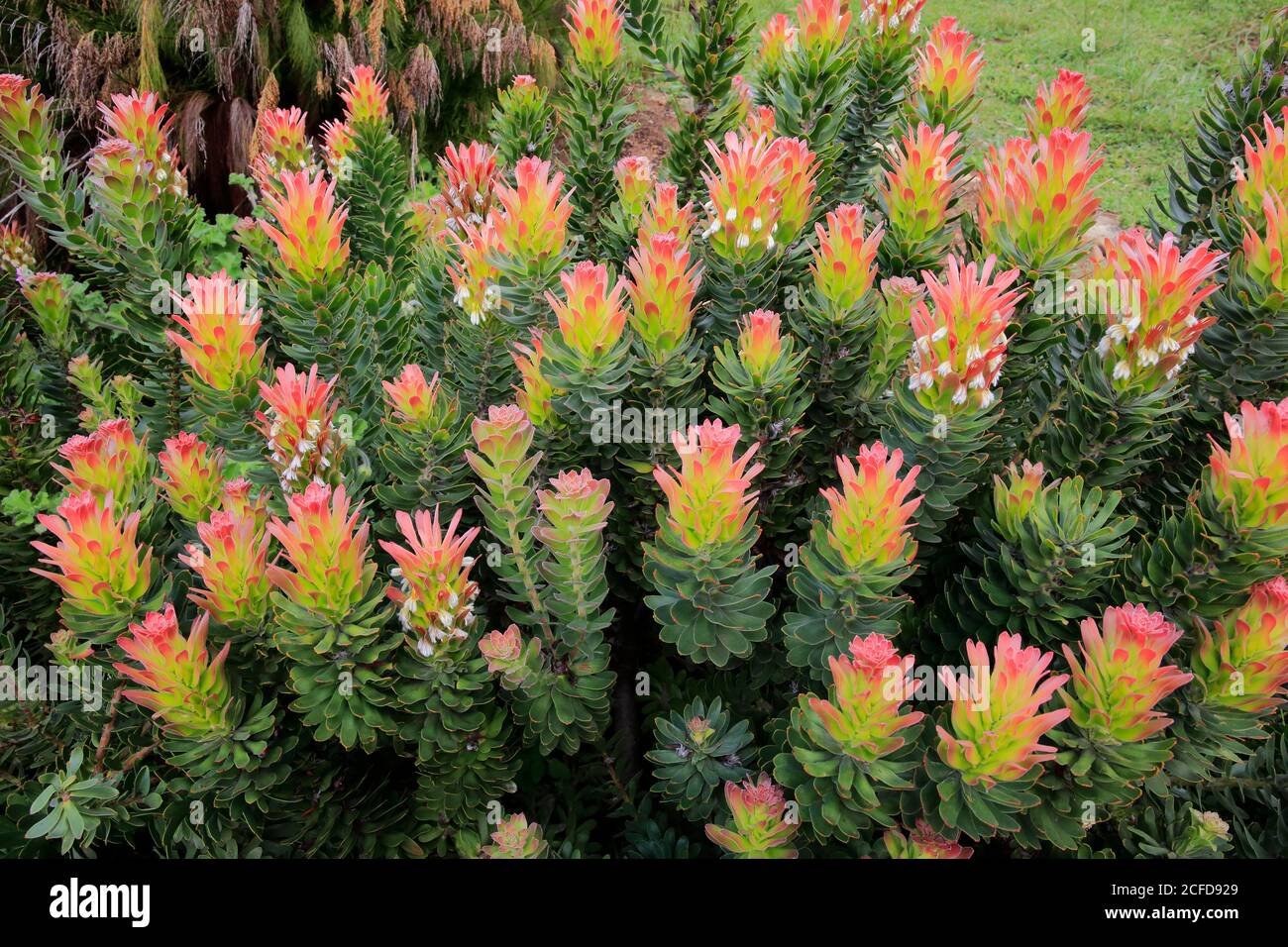 Protea, Mimetes cucullatus (Mimetes cucullatus), flower, flowering ...