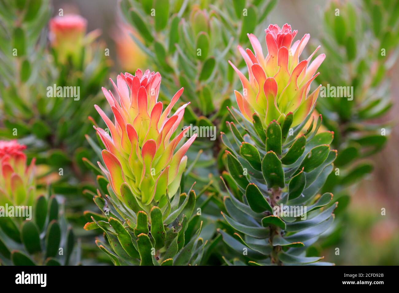 Protea, Mimetes cucullatus (Mimetes cucullatus), flower, flowering ...