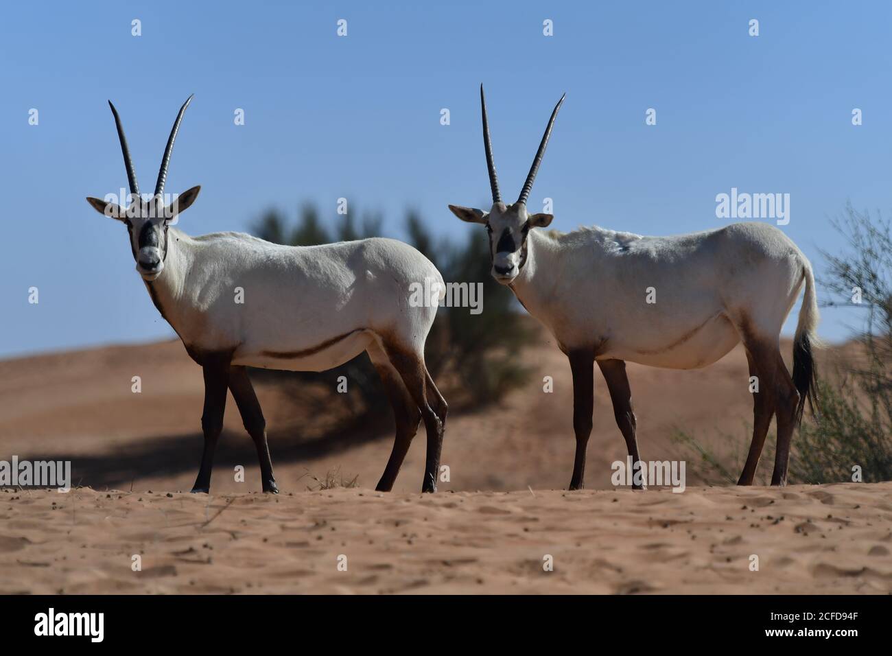 Arabian Oryx (Oryx leucoryx) in the Dubai Desert Conservation Reserve ...