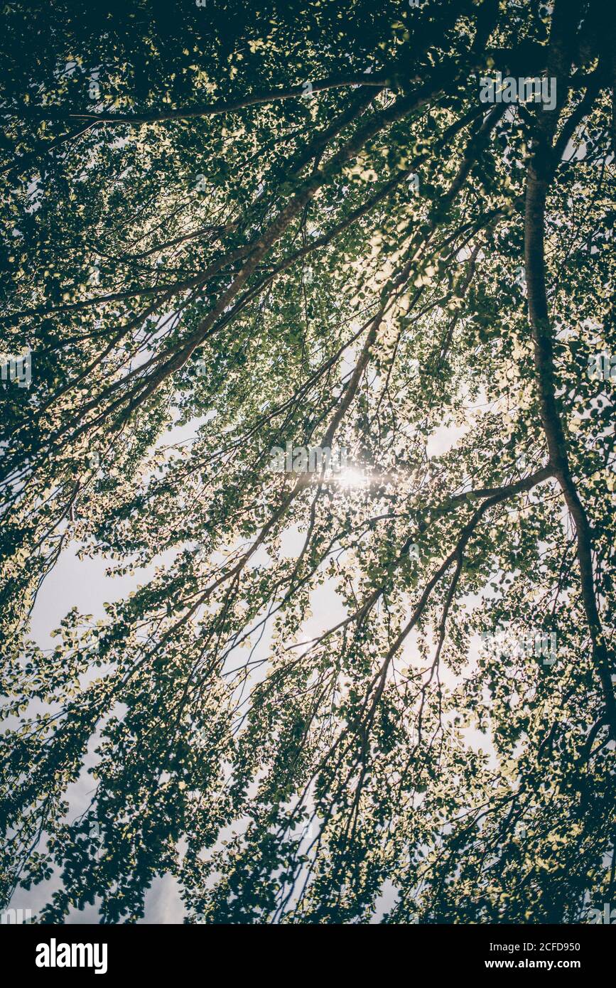 Looking up through leaves tree hi-res stock photography and images - Alamy