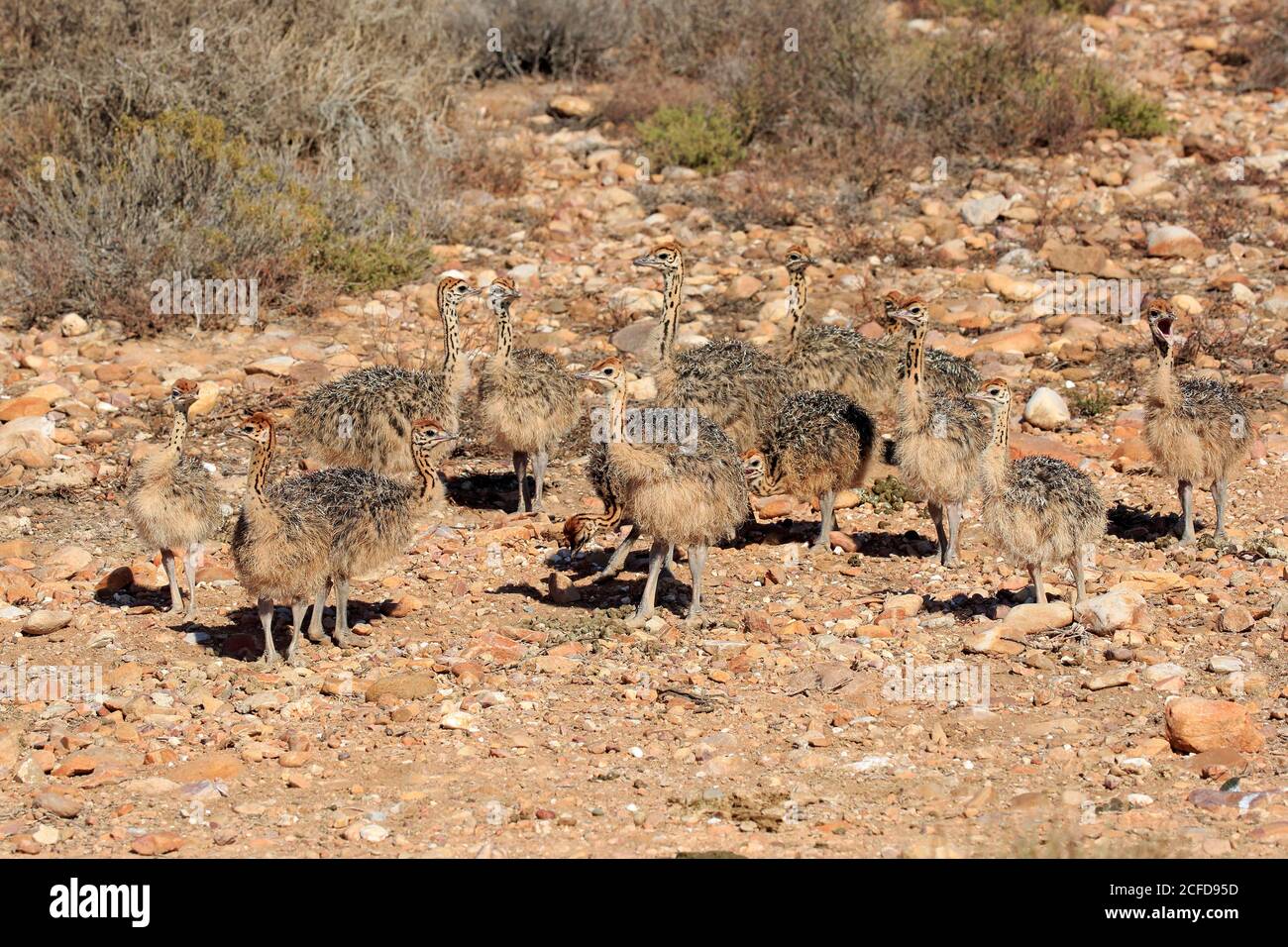 South African ostrich (Struthio camelus australis), young, group, alert ...