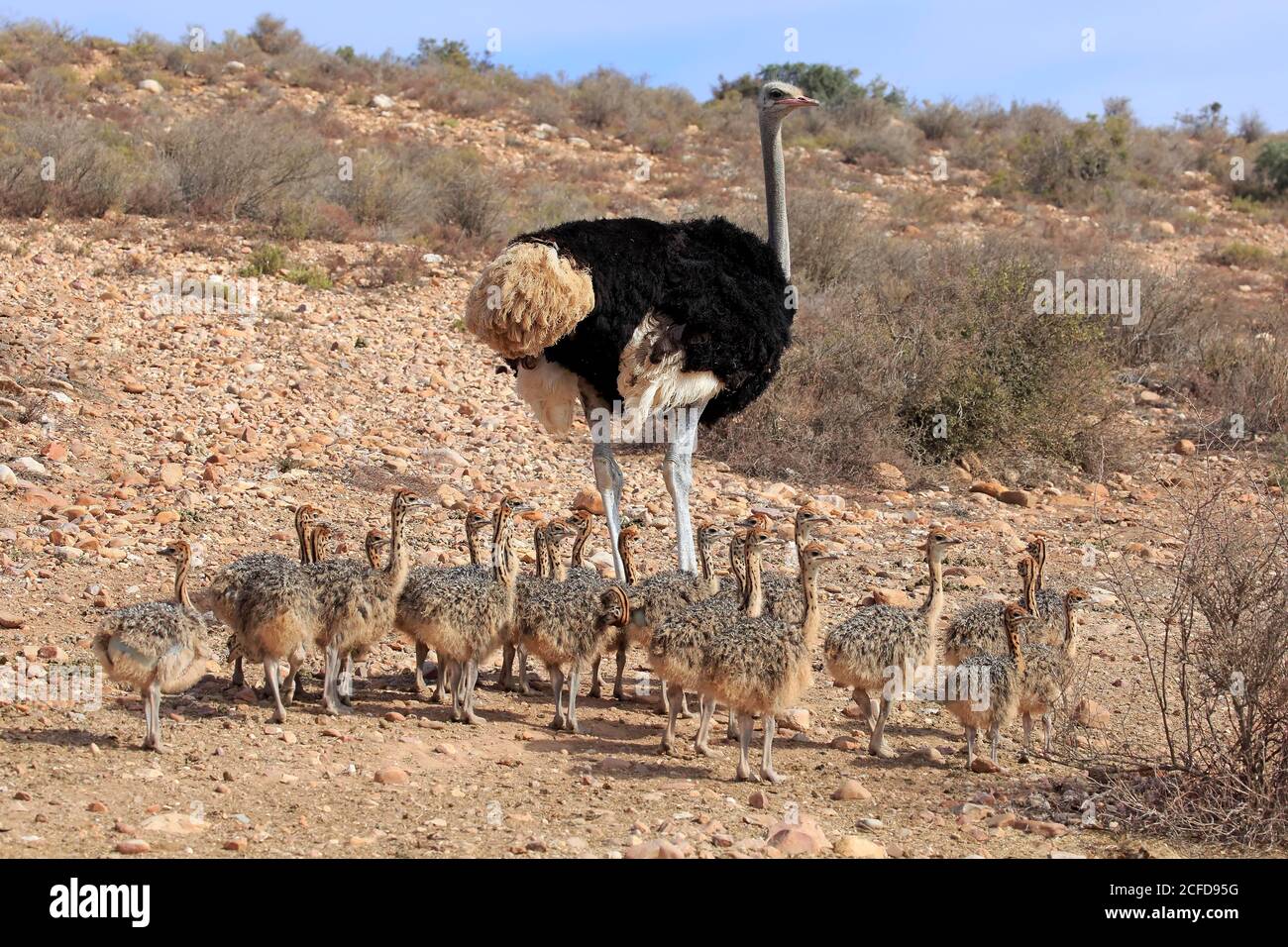 South African ostrich (Struthio camelus australis), adult, male, young ...