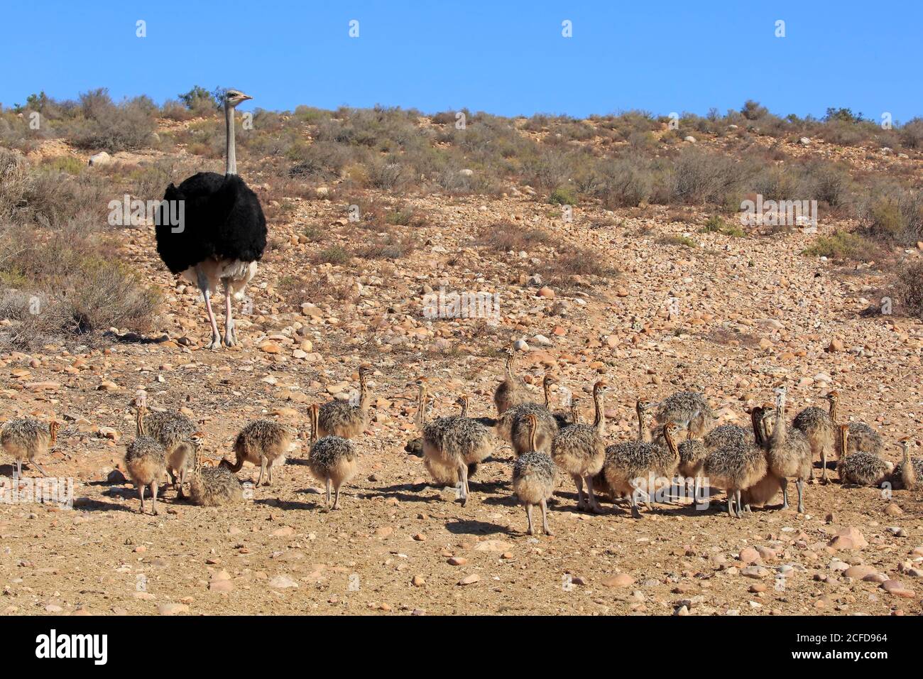 South African ostrich (Struthio camelus australis), adult, male, young ...