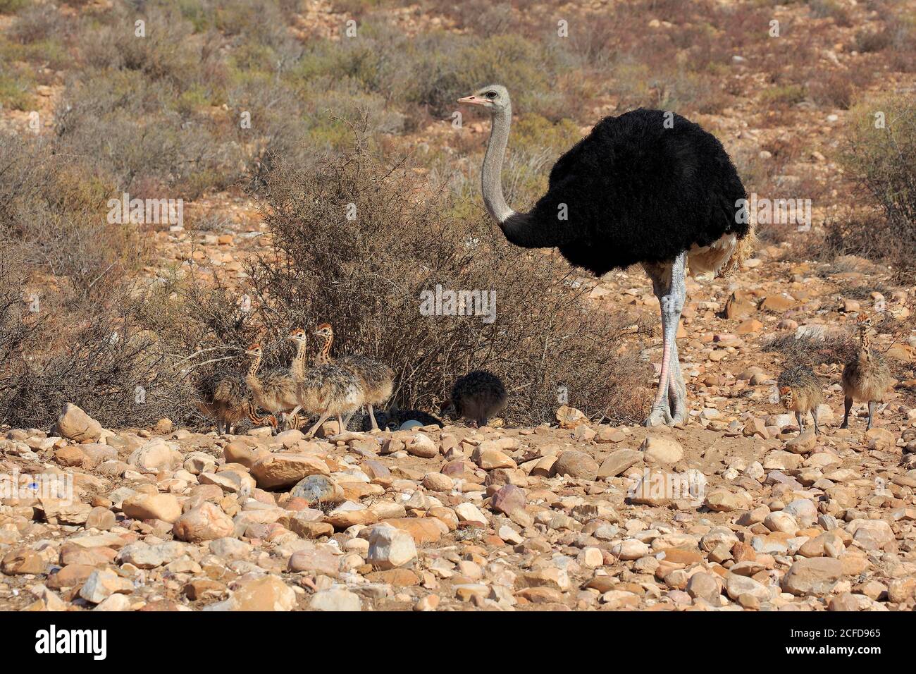 South African ostrich (Struthio camelus australis), adult, male ...