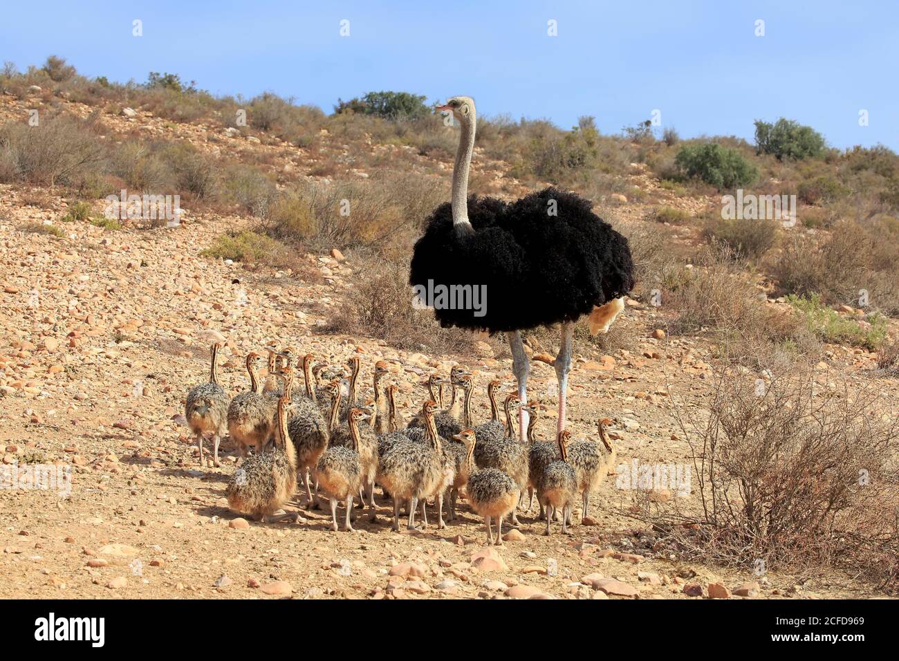 South African ostrich (Struthio camelus australis), adult, male, young ...