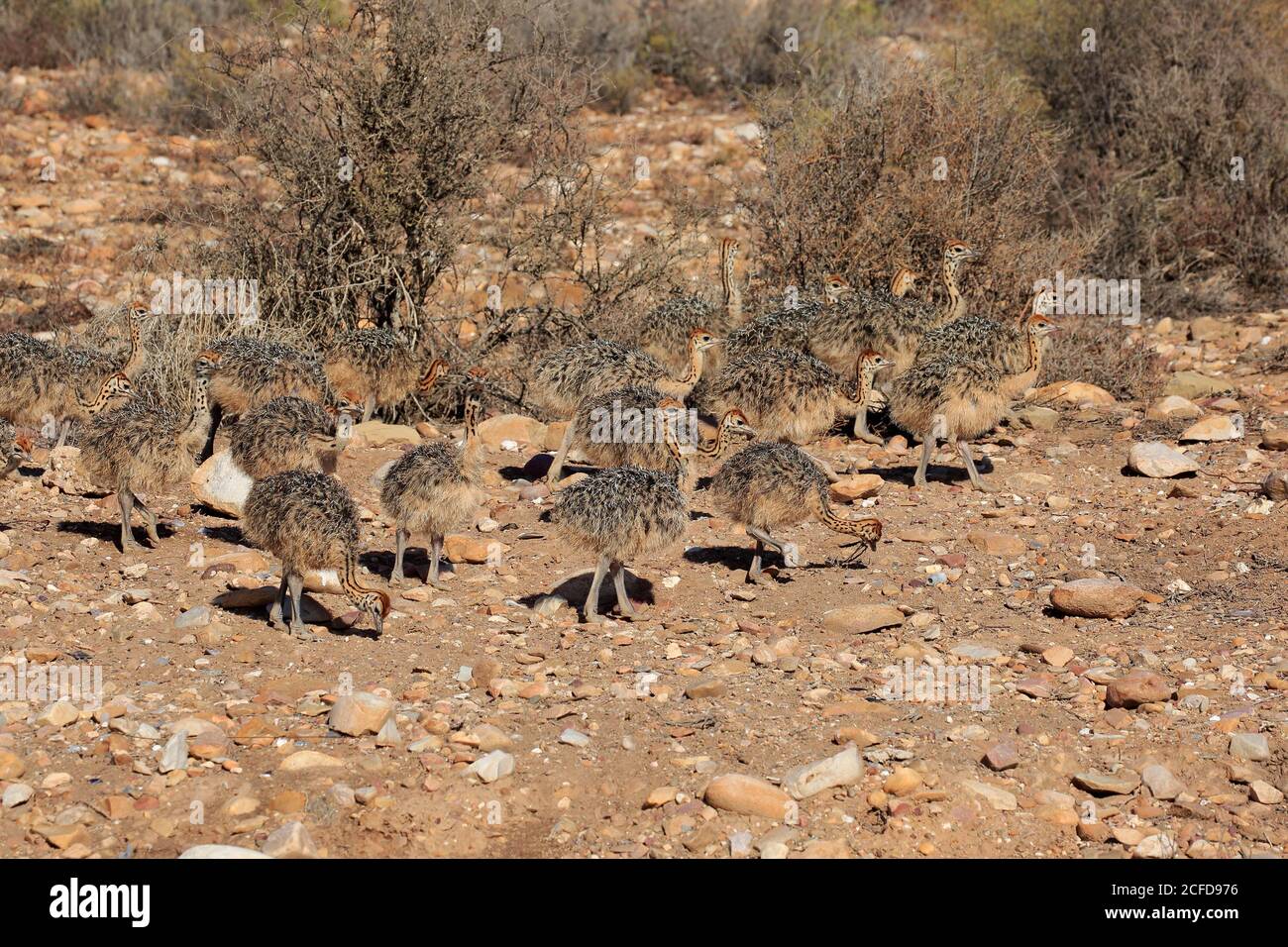 South African ostrich (Struthio camelus australis), young, group, alert ...