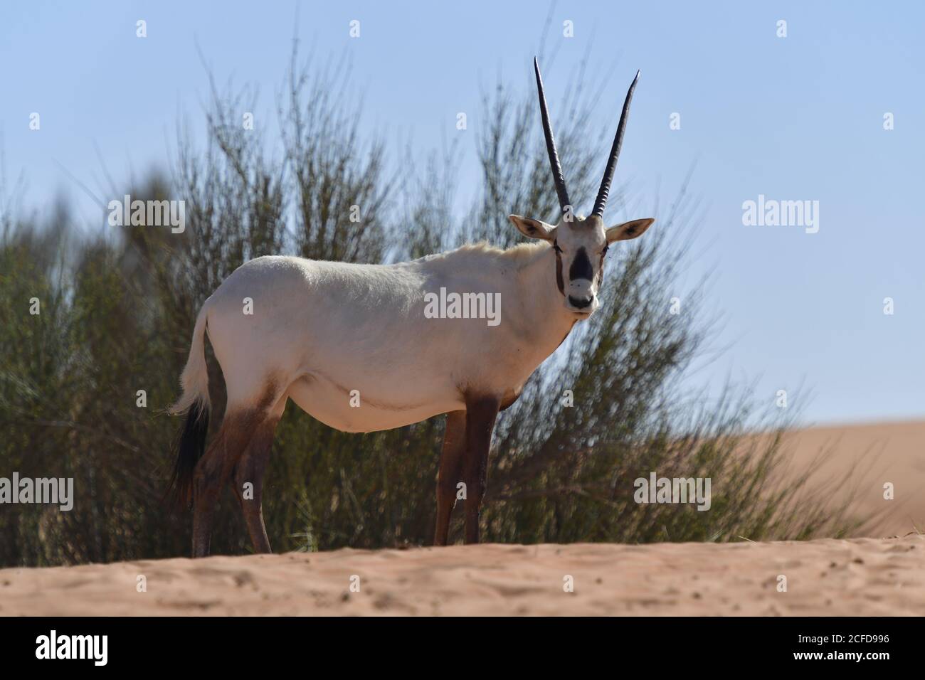 Arabian oryx desert shrub hi-res stock photography and images - Alamy