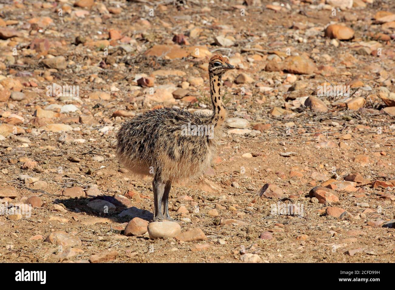 South African ostrich (Struthio camelus australis), young animal, alert ...