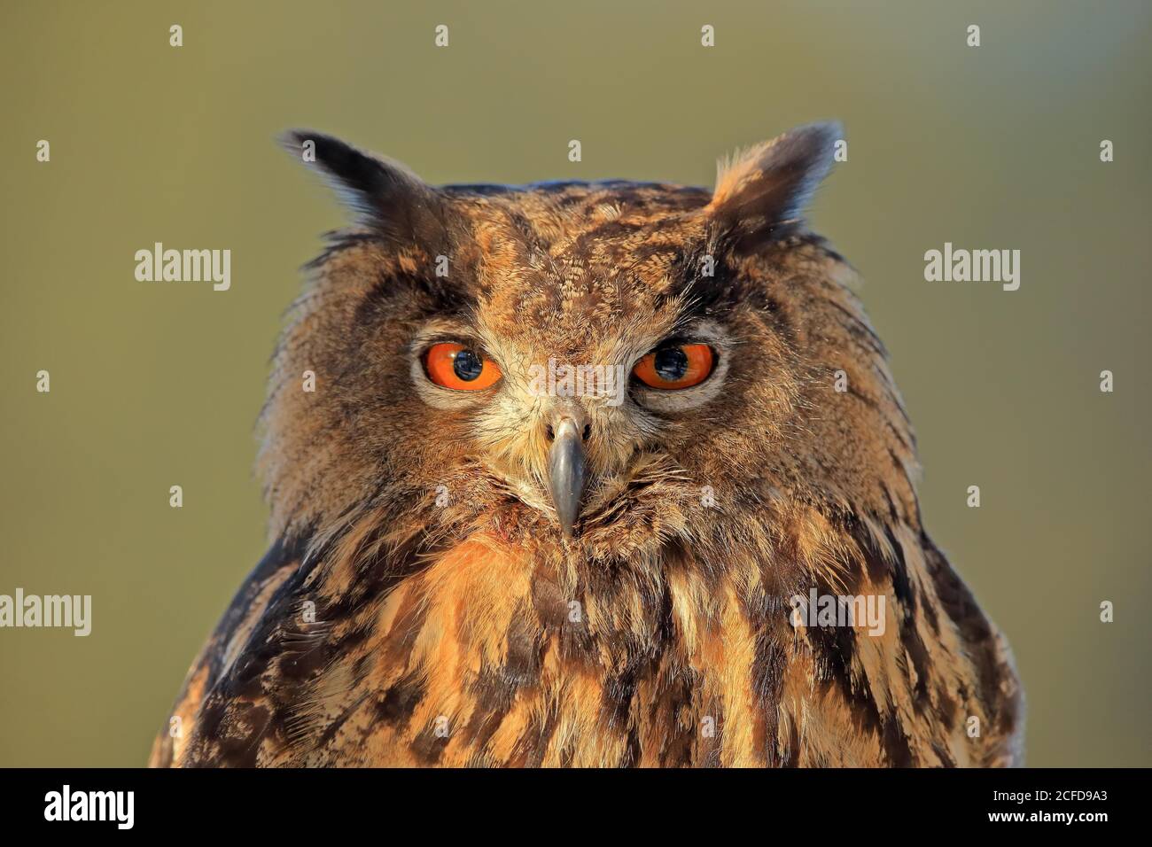 Eurasian eagle-owl (Bubo bubo), adult, animal portrait, alert, Sumava ...