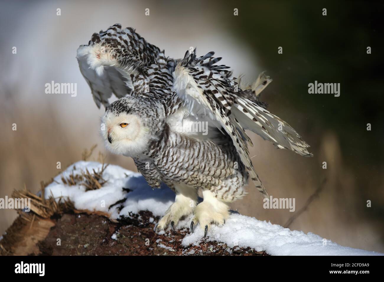 Snowy owl (Nyctea scandiaca), adult, spreads wings, on tree trunk, in ...