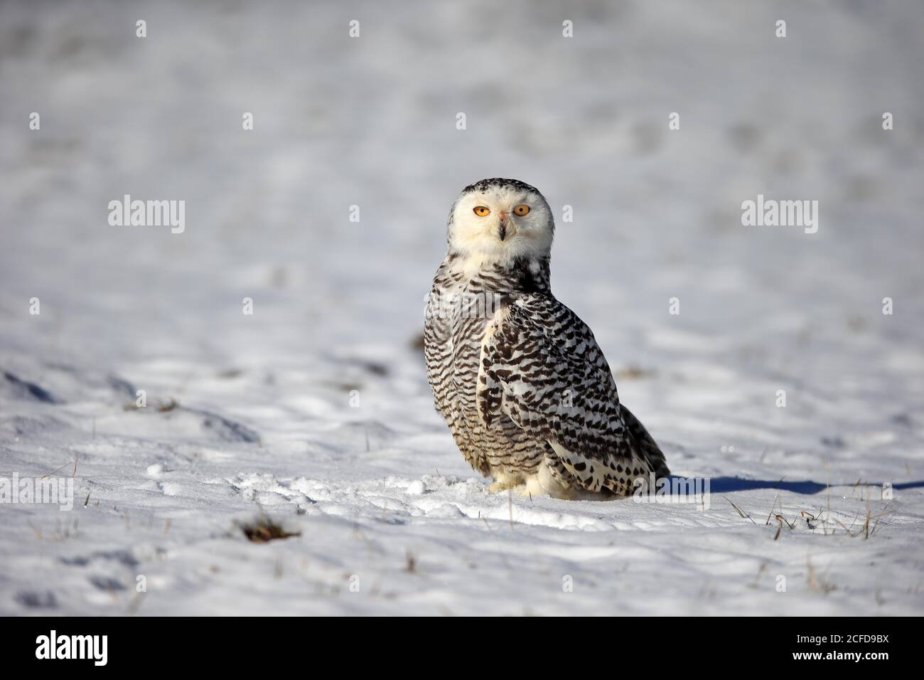Snowy owl (Nyctea scandiaca), adult, on the ground, alert, in winter ...