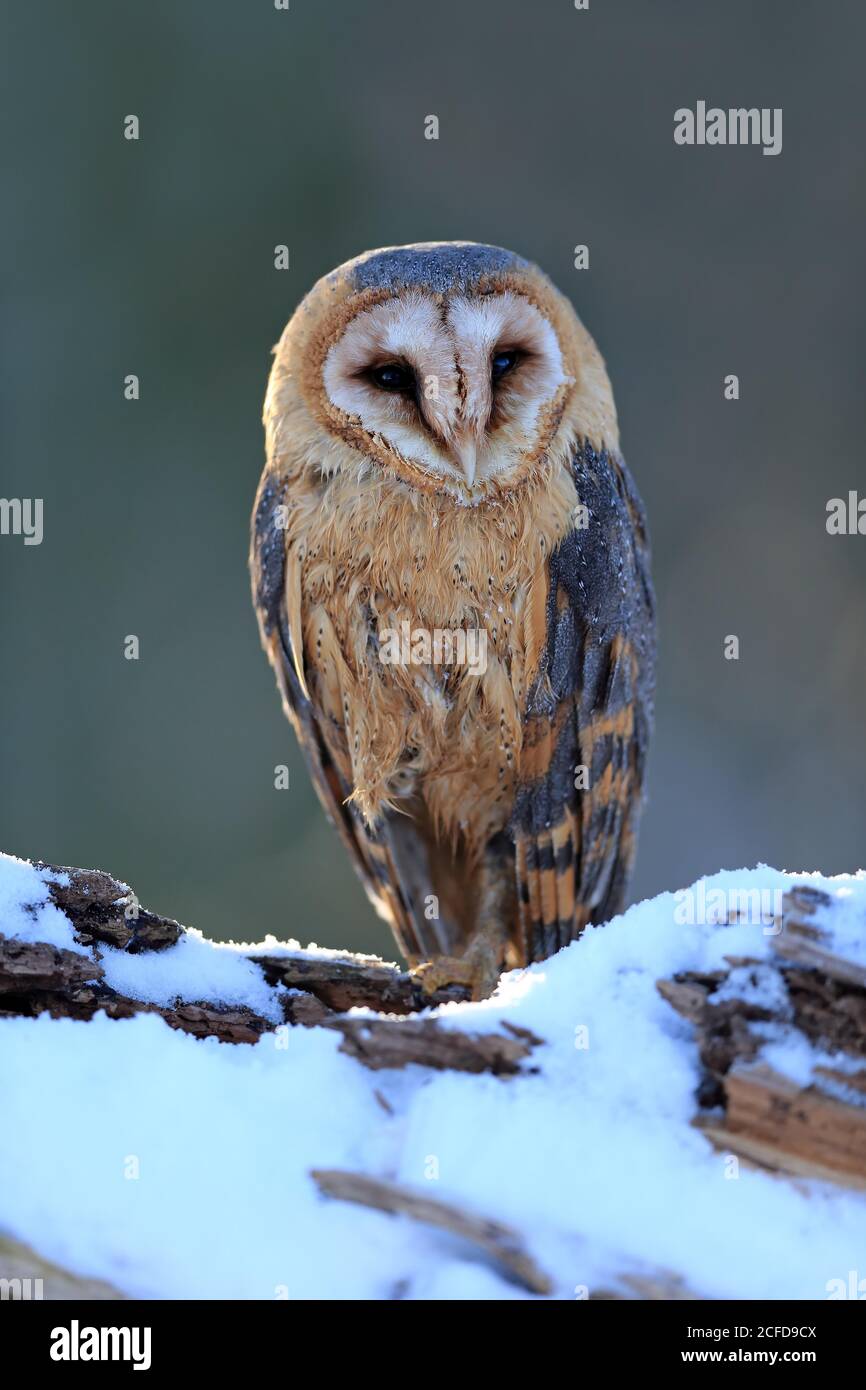 Common barn owl (Tyto alba), adult, alert, in winter, snow, on tree ...