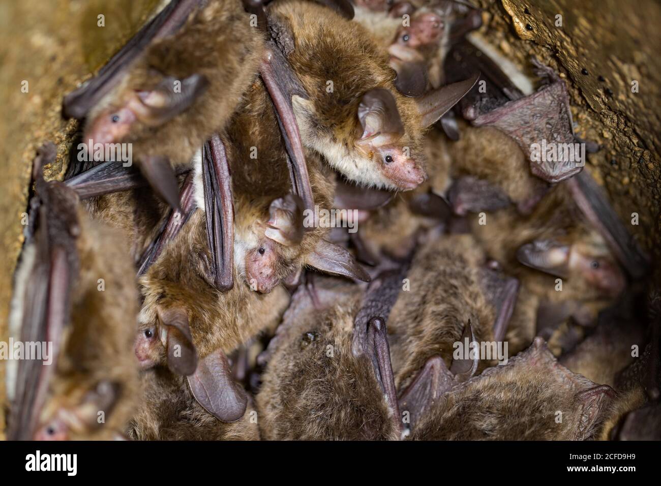 Bechstein's bat (Myotis bechsteinii), several animals hanging in ...