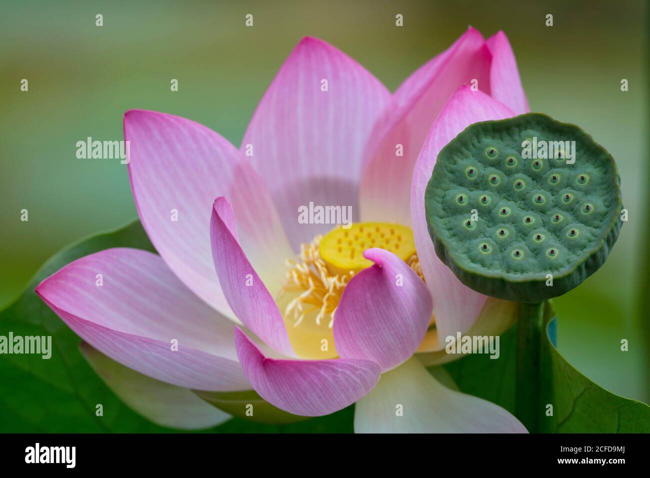 Pink lotus flower (Nelumbo nucifera), empty pistil, Baden-Wuerttemberg ...
