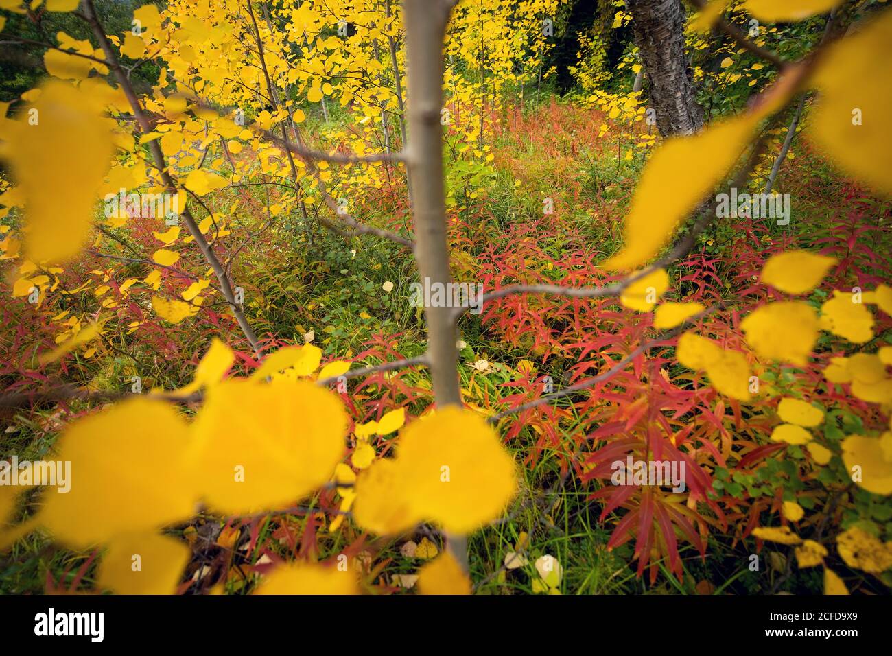 Autumn forest, Hallormsstaoaskogur, largest Icelandic forest area, by ...