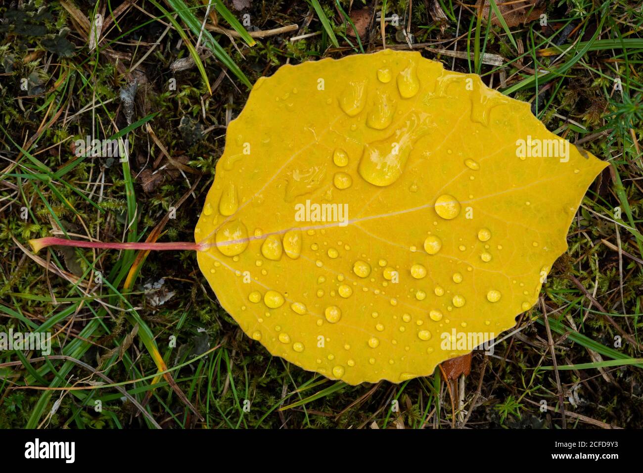 Largest icelandic forest area hi-res stock photography and images - Alamy