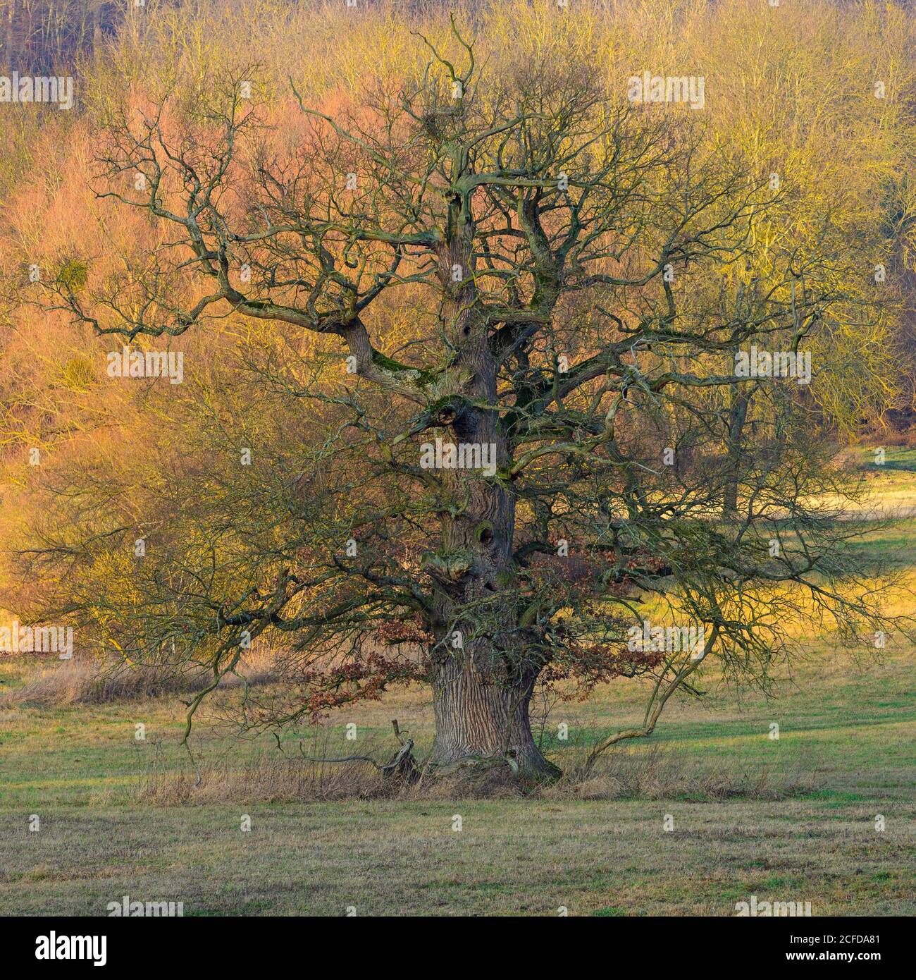 Old Oak (Quercus) near Schlitz Castle, tree, natural monument, Hohen ...