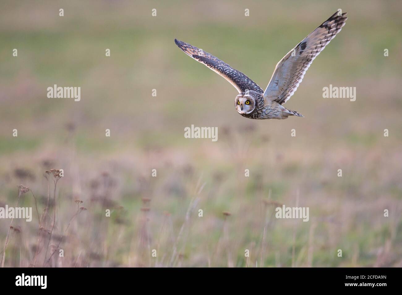 01 asio flammeus in flight over a meadow hi-res stock photography and ...